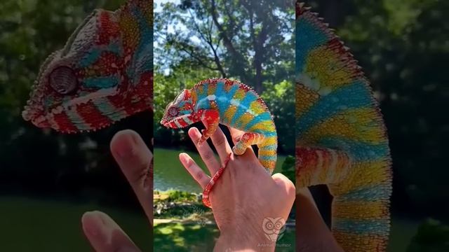 Буйство красок.