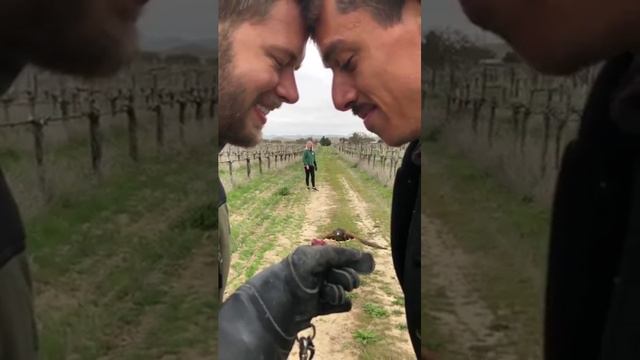 #хищныептицы