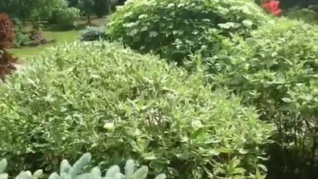 Ландшафтный дизайн от Ильи Васецкого. САД В СТИЛЕ АР-НУВО №2.mp4