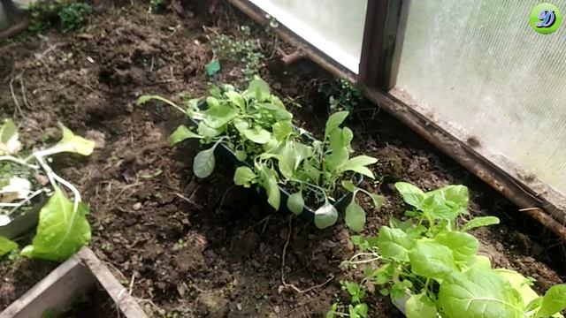 Закалка рассады табака 2021 года.