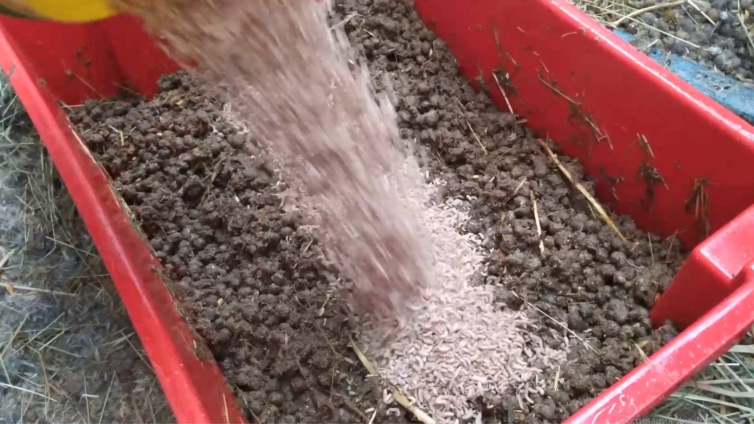 Как личинка перерабатывает помёт кролей