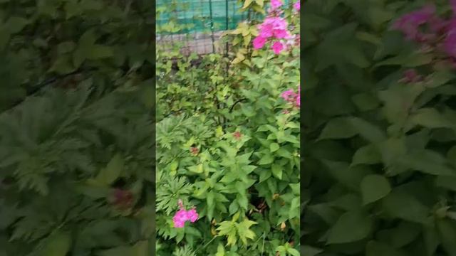 Красота. Цветы. Дача Клён. Волоколамский район. 09 июля 2024. Автор видео Pion4k. Часть 4