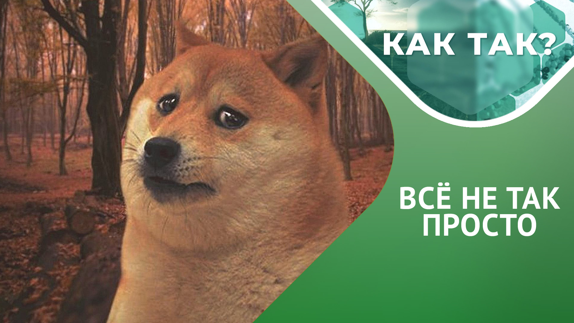 Как в погоне за экологичностью можно сделать хуже? // "КАК ТАК?" Выпуск 6