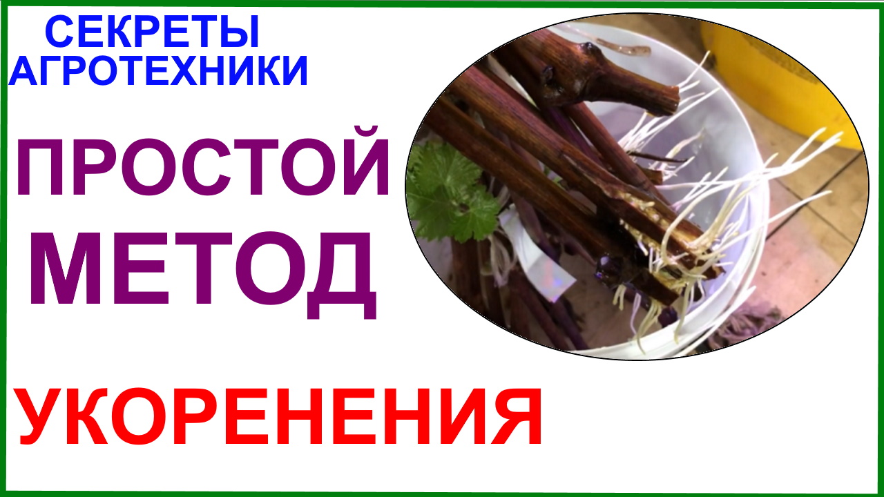 Укоренение черенков винограда на воде. Эффективно и просто.