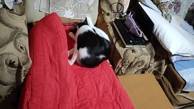 И Васечка идёт спать_ Не успела постелить постель - твои проблемы