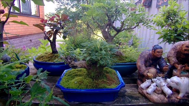 Бонсай лето  озвучка 2 часть 2024 год