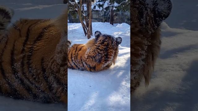 Ленивый Тигр широко зевнул.
