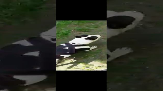 Правильная шлейка, которая распределяет равномерно вес по всему телу собаки