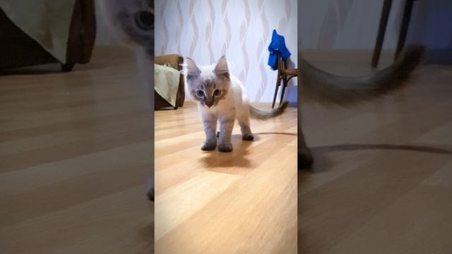 Мяу! Любопытсво?
#шортс #котики #котята
