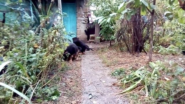 Щенки играют во дворе.
H... Yankor Crimea, 2 месяца 11 дней.
Три девчонки продаются!