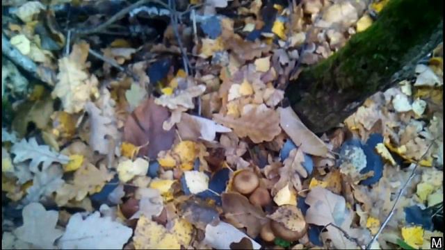 Опята 26 октября 2018