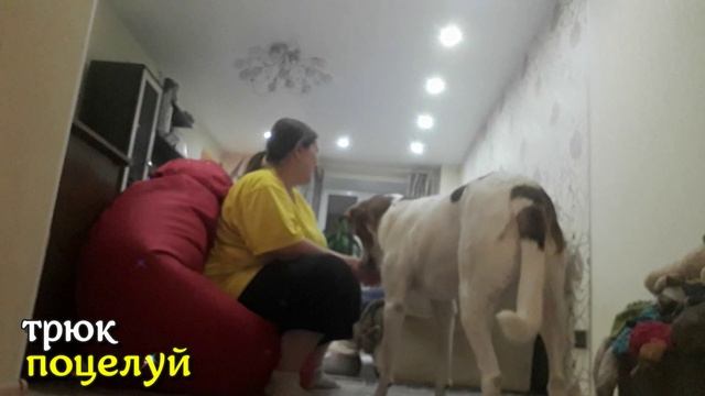 Собака-целовака / Трюк Поцелуй