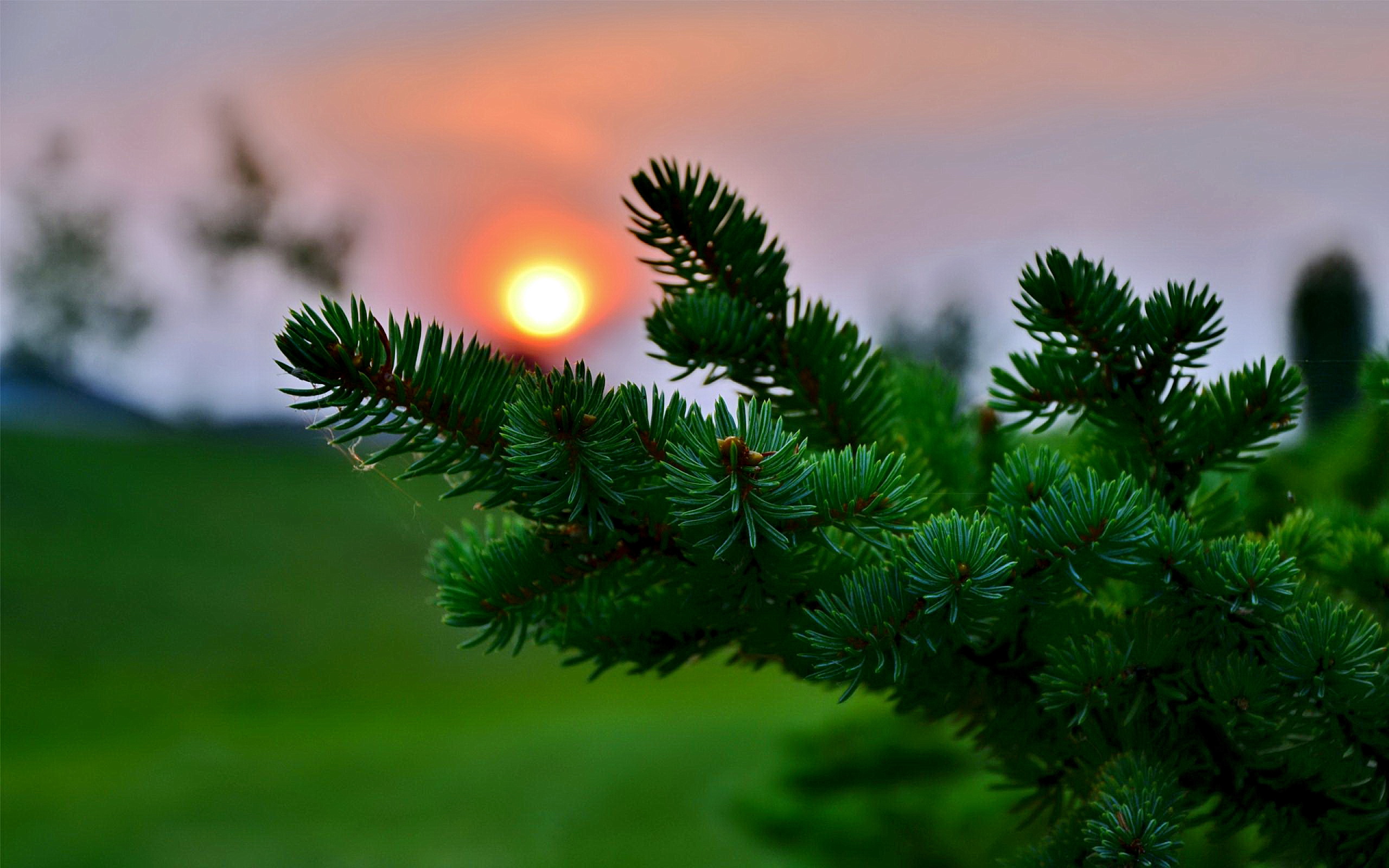 Хмельные ароматы хвои