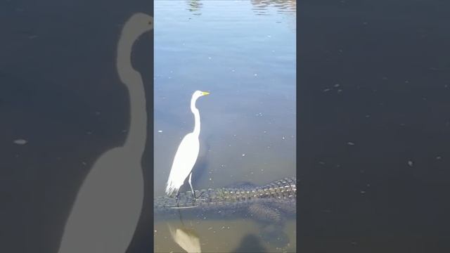 наглые и хитрые животные подборка.mp4