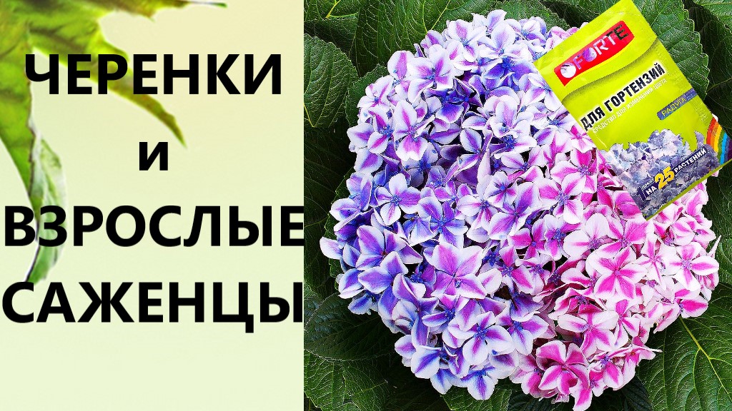 Пересадка черенков и взрослых саженцев крупнолистной гортензии в феврале.