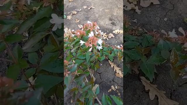 Абелия, цветущий кустарник. Abélia.