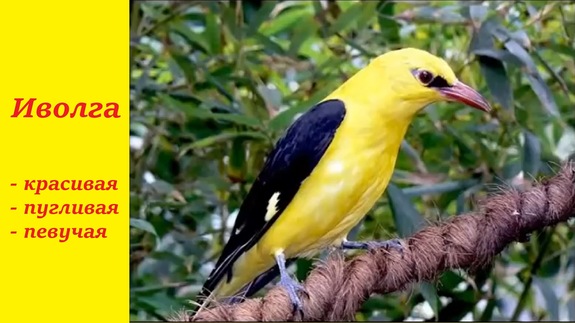 #Иволга #Птицы #Овсянка #Чижик #Синица
Пугливая птица иволга