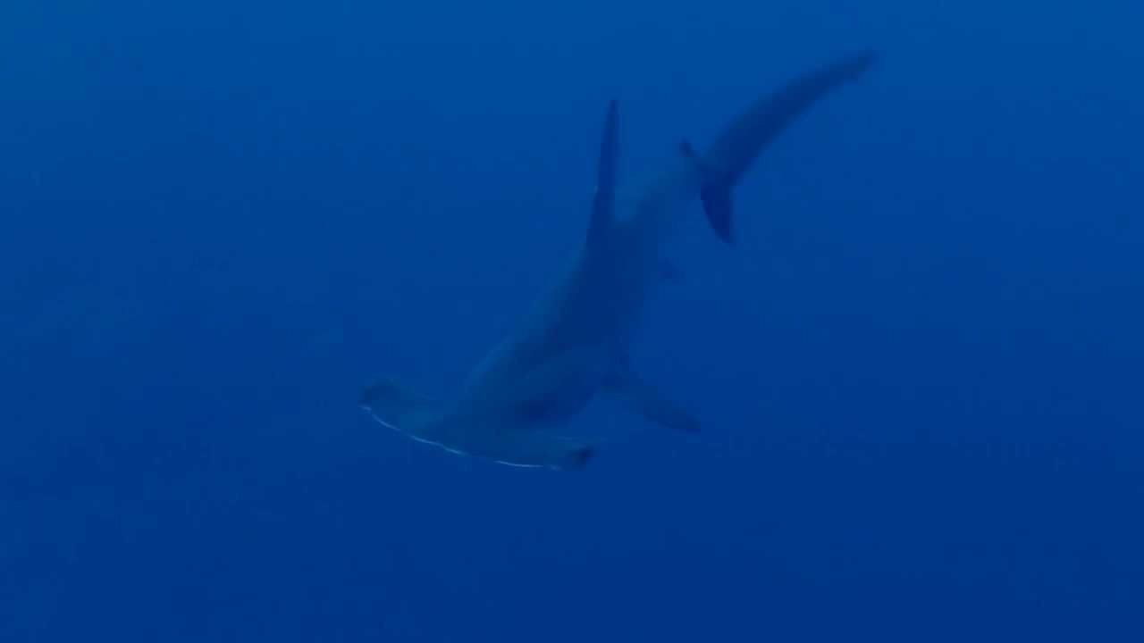 Hummerhead Shark on Deadalus Reef