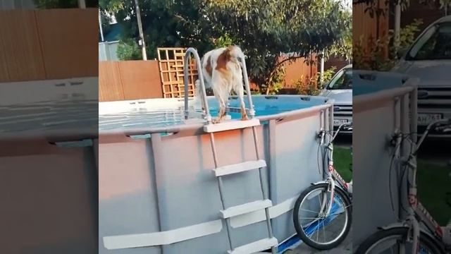 Эпаньоль Бретон и лестница.mp4