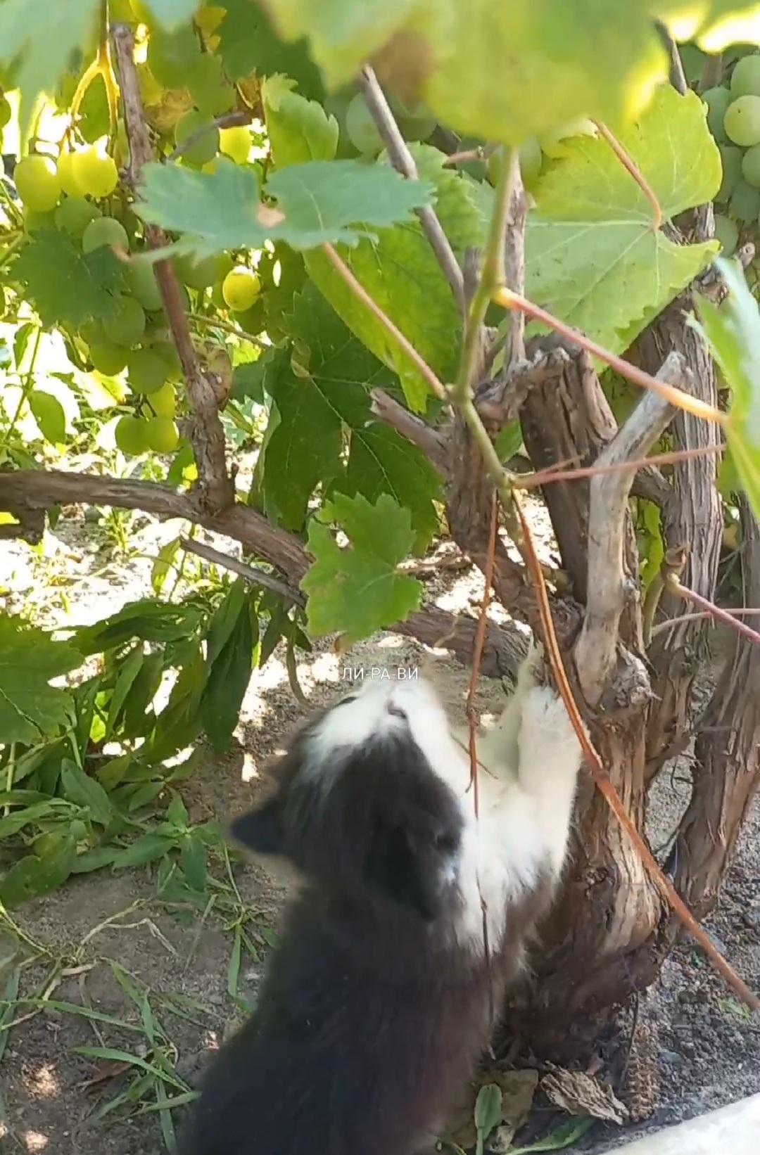 Котёнок покушается на виноград.#Shorts