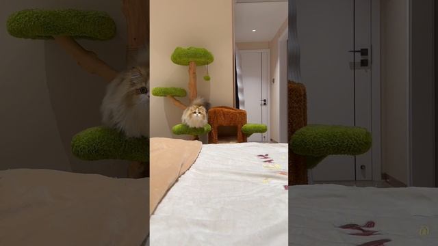 02-03-2024 котёнок ?