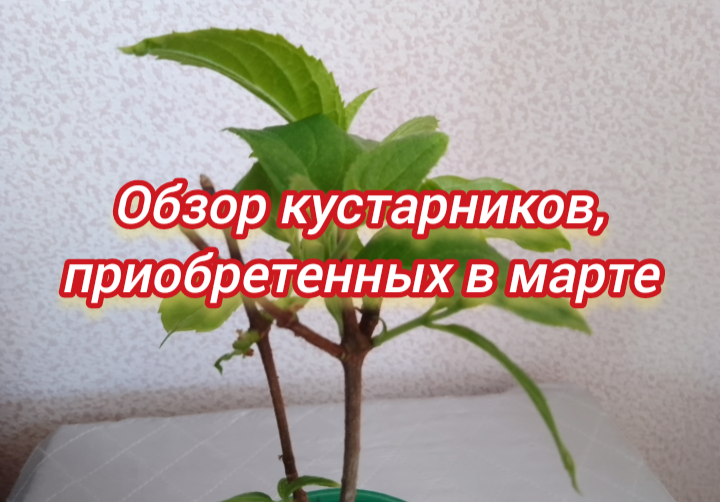 Обзор кустарников, приобретенных в марте