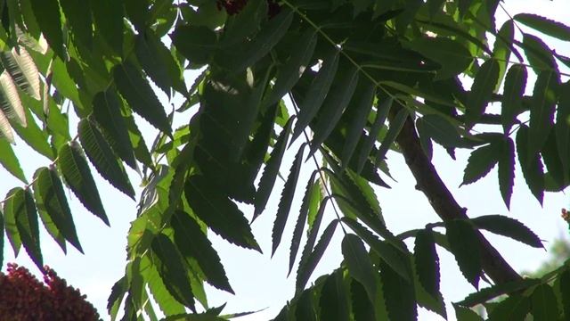 #РифатГумеров​​​​, #Ташкент​​​​, Улица Лашкарбеги​​​, Серия 336,