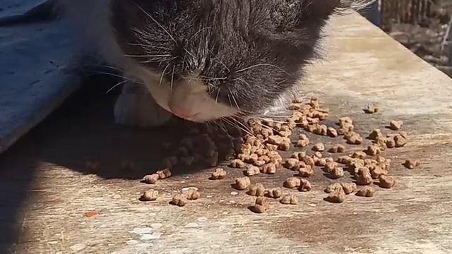 все хотят есть