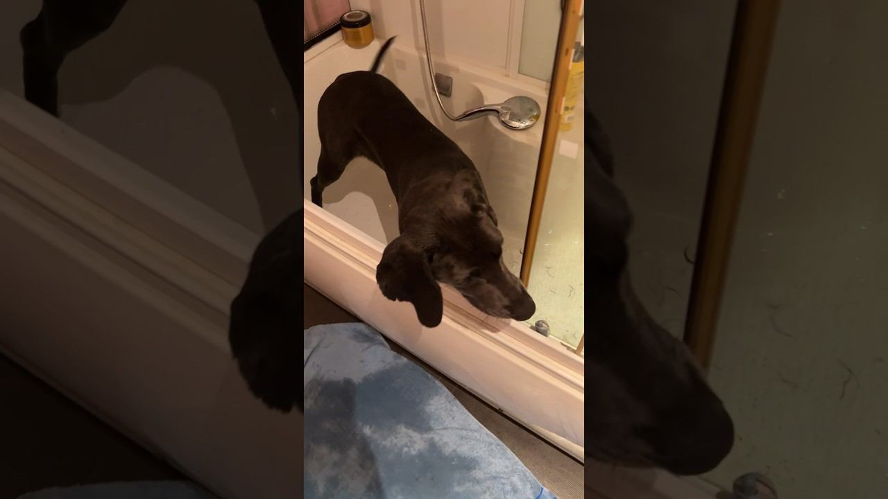 Как правильно мыть собаку? / How to properly wash a dog?