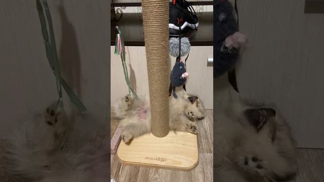 Микки и когтеточка