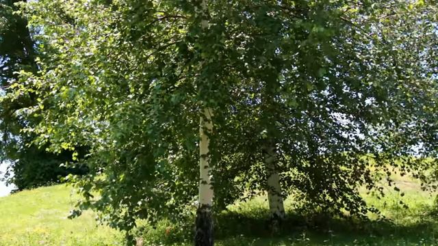 Маргарита Агашина  Ты тоже родился в России