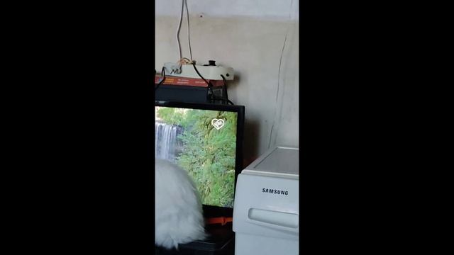 Как мои кошки охотятся Видео 24.01. 24г