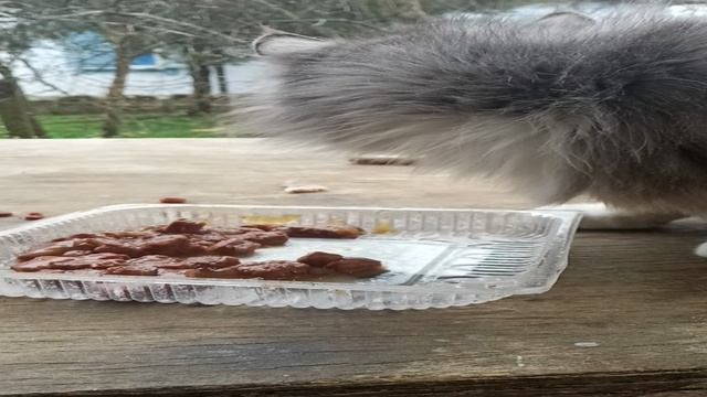 все хотят есть