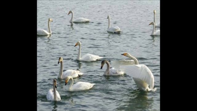 Стихи о жизни. Гадкий утёнок.