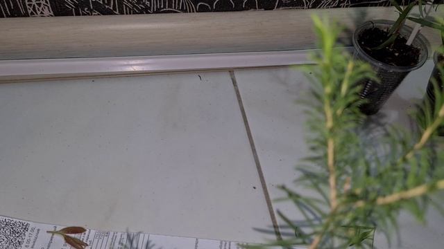 Мелалеука альтернифолия. Обрезка нового цветка.