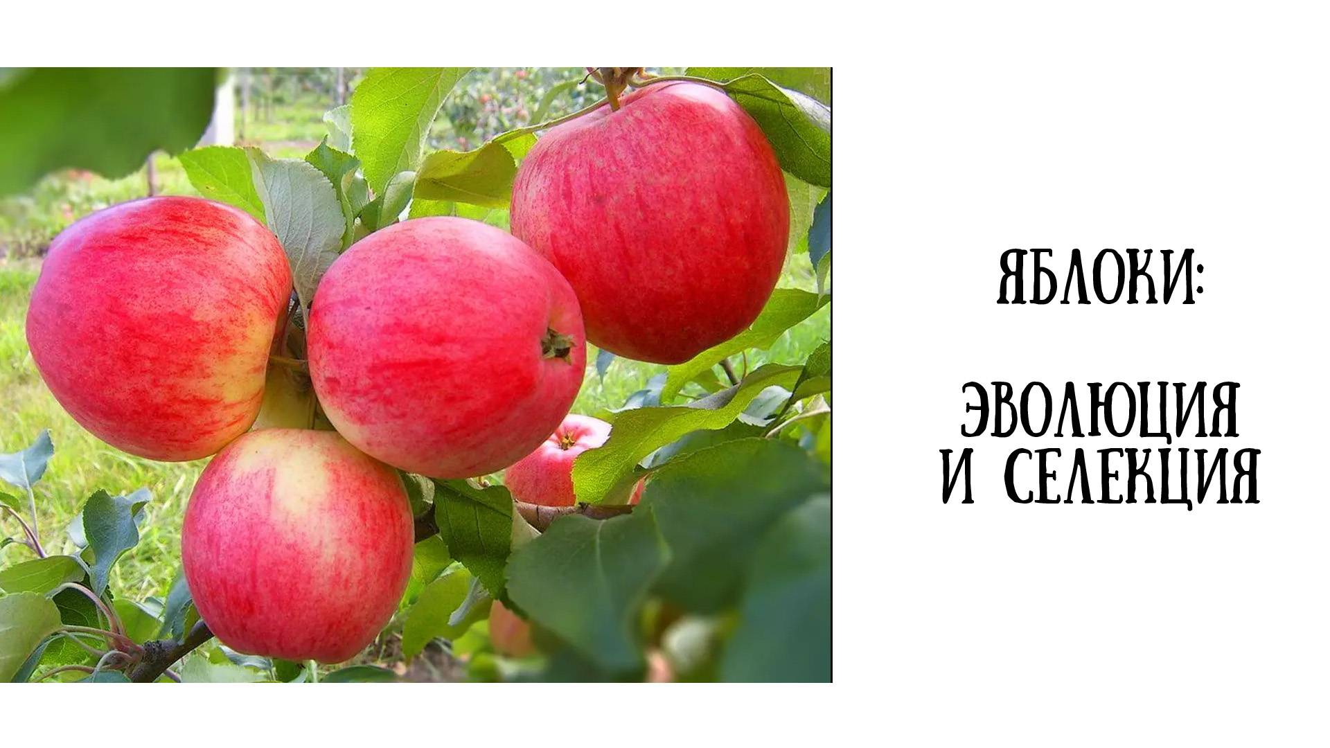 Яблоки: эволюция и селекция