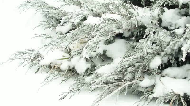 Наши сады зимой