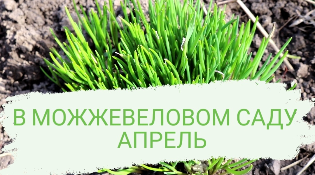В МОЖЖЕВЕЛОВОМ САДУ АПРЕЛЬ?