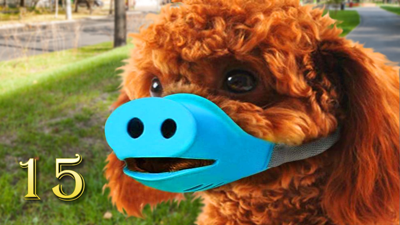 Полезные товары для домашних питомцев с Алиэкспресс