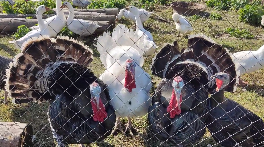 Мы заехали в гости. We stopped by for a visit.