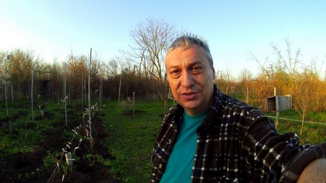 Подвязываем виноград на шпалеру