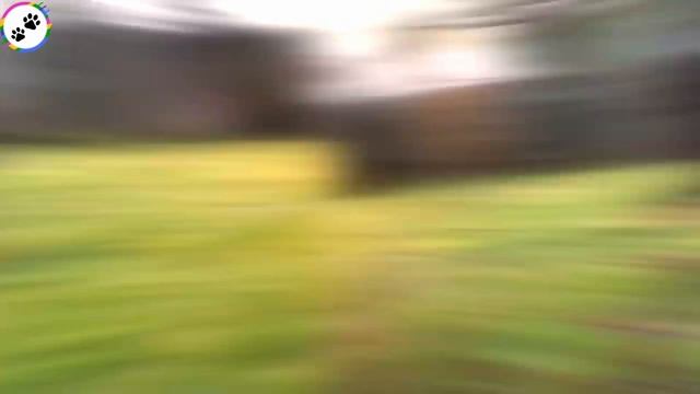 Удивительные факты о ротвейлерах