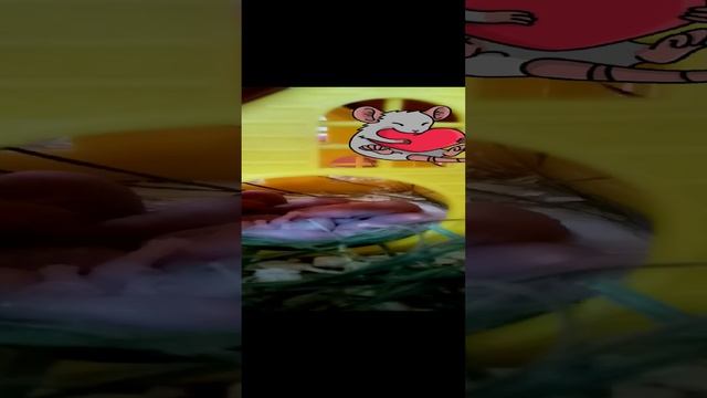 Много розовых крысят