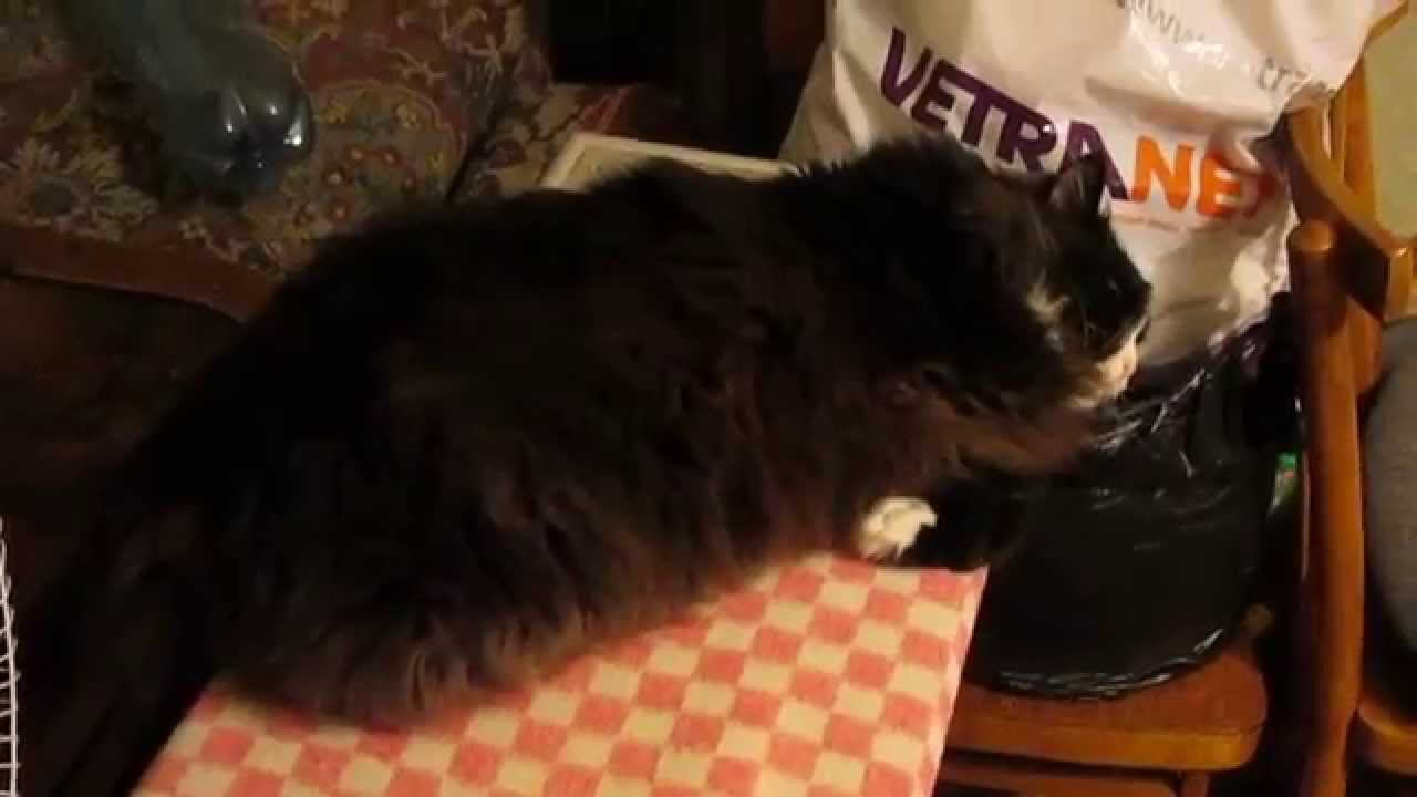 видео 3 Мурик№3