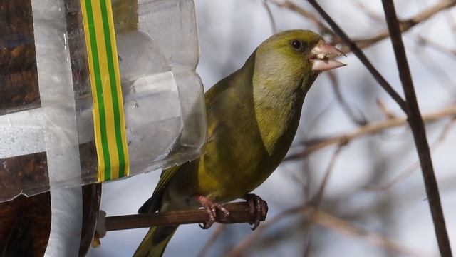 Зеленушка-#2, Крылатское