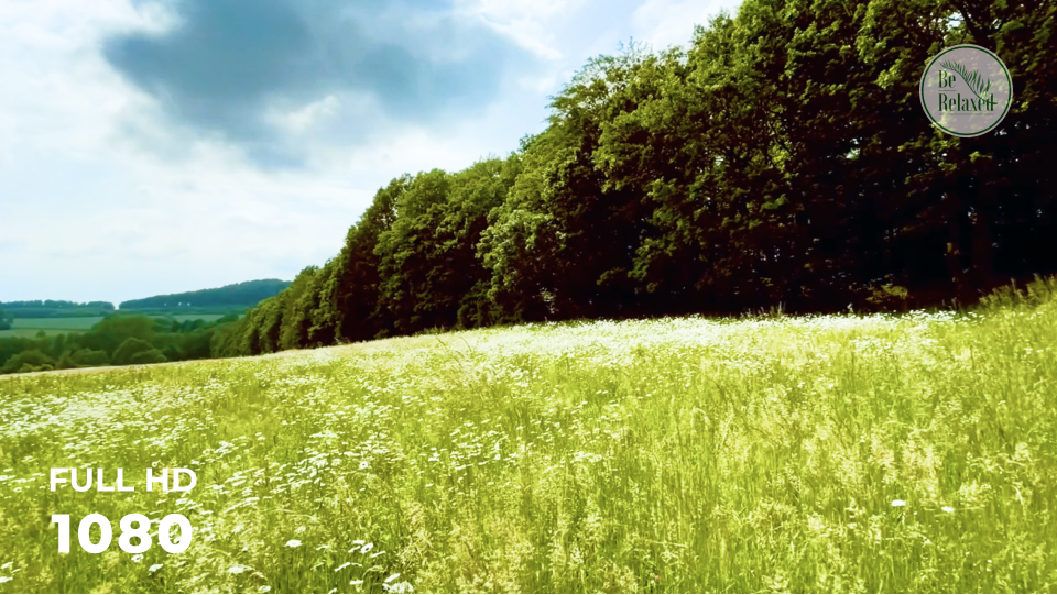 Звуки русского поля летом | Медитация на природе | Успокаивающие звуки природы
