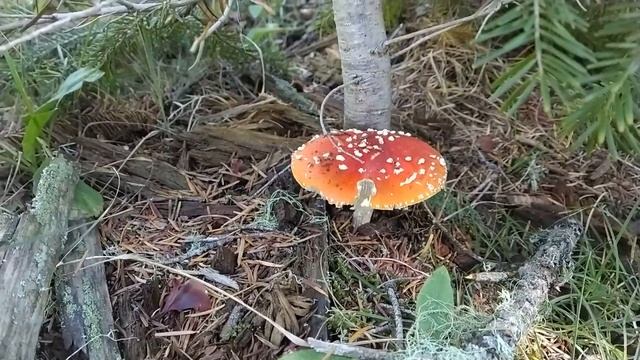 МУХОМОР КРАСНЫЙ. Одновременно и ядовитый, и лечебный! Грибная азбука.