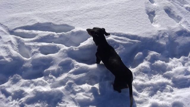 СОБАЧИЙ ВАЛЬС. ДЖОЙ И КАРОЛИНА.