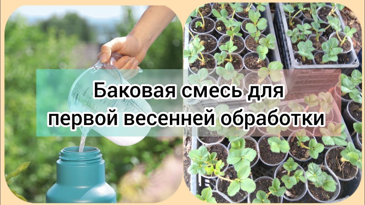 Баковая смесь для первой весенней обработки клубники.