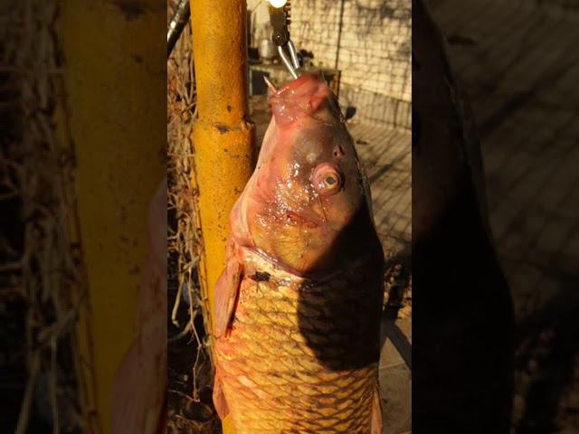 Поймали Огромного Трофейного Сазана Рыбалка в Дагестане